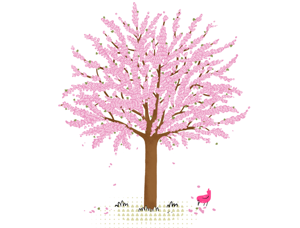 Adopt or gift a Judas Tree tree - WOWnature