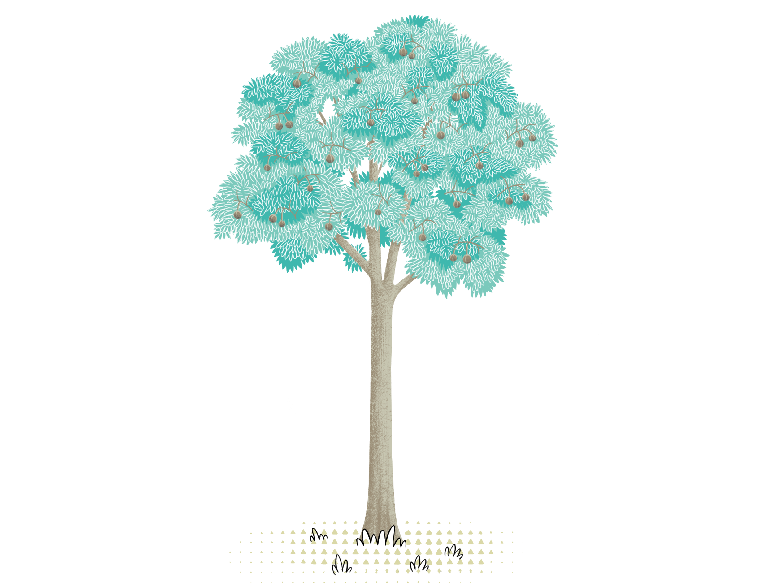 Adopt or gift a Crabwood tree - WOWnature