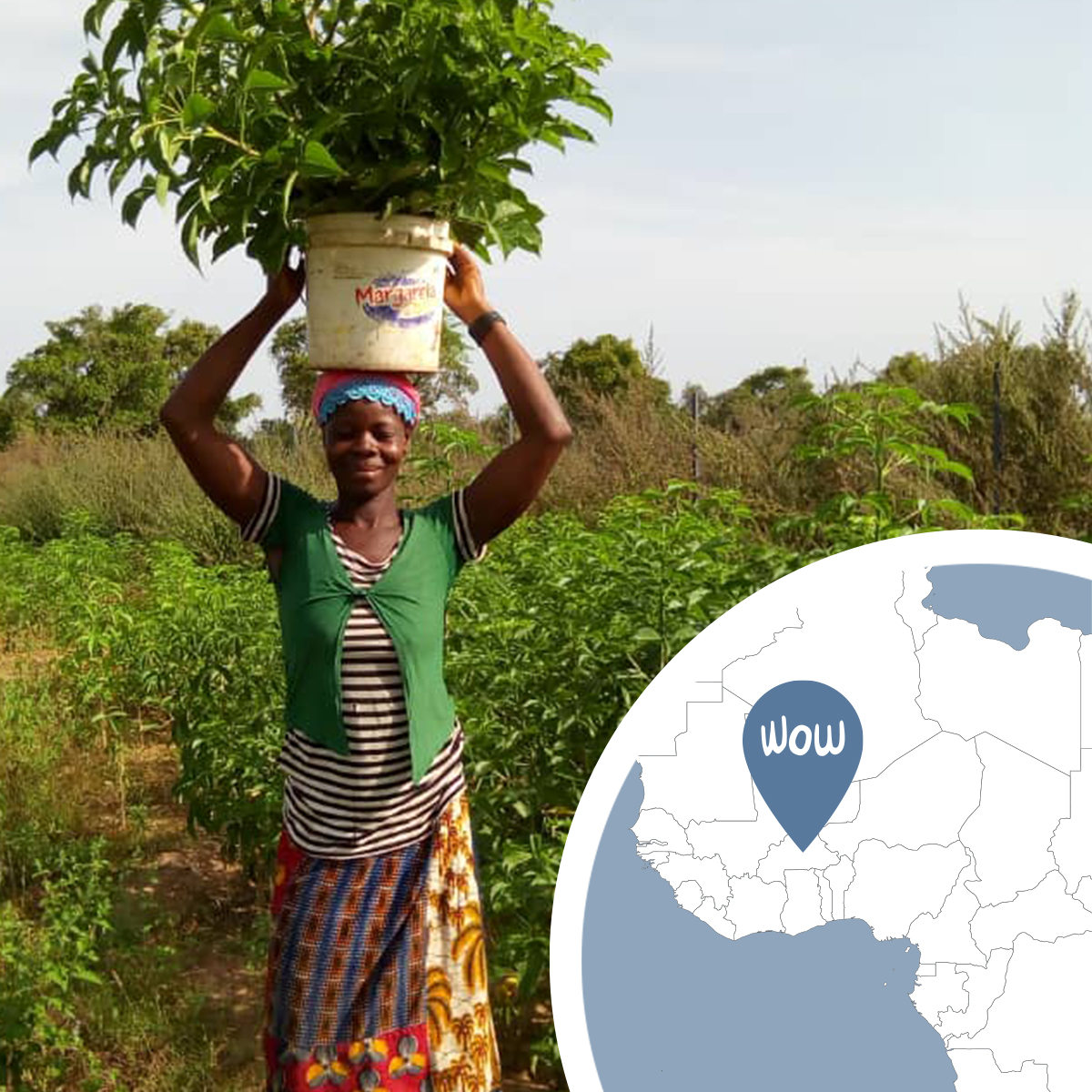 Shea tree - Wownature