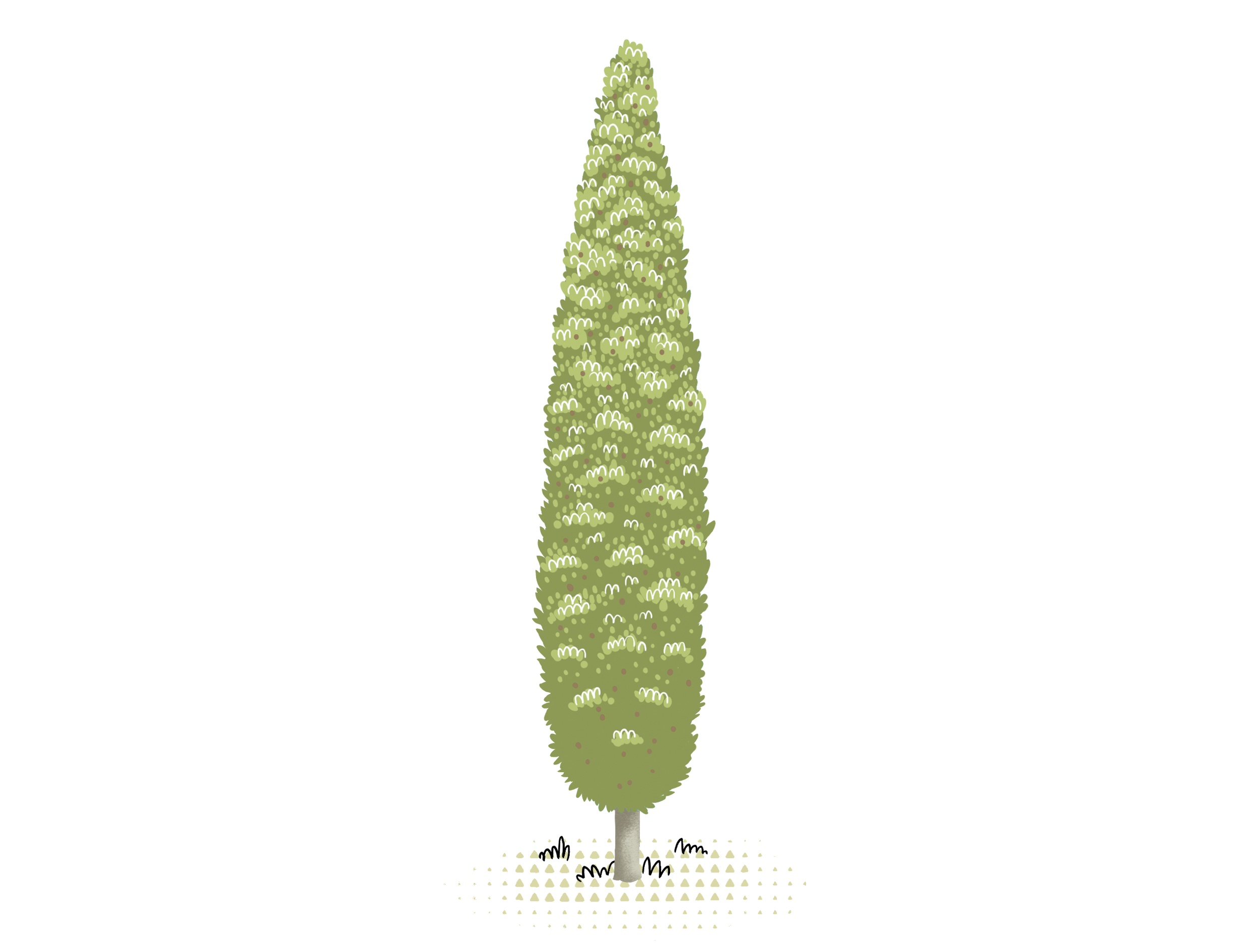 Adopt or gift a Cypress tree - WOWnature