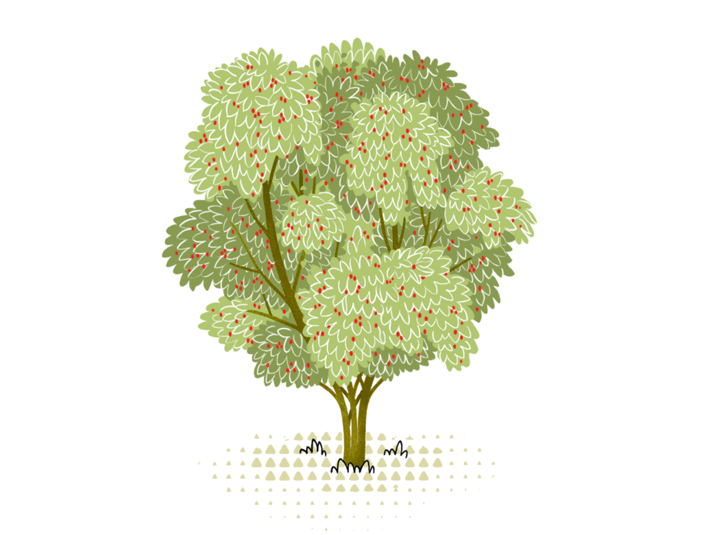 Adotta o regala un albero di Corniolo - WOWnature