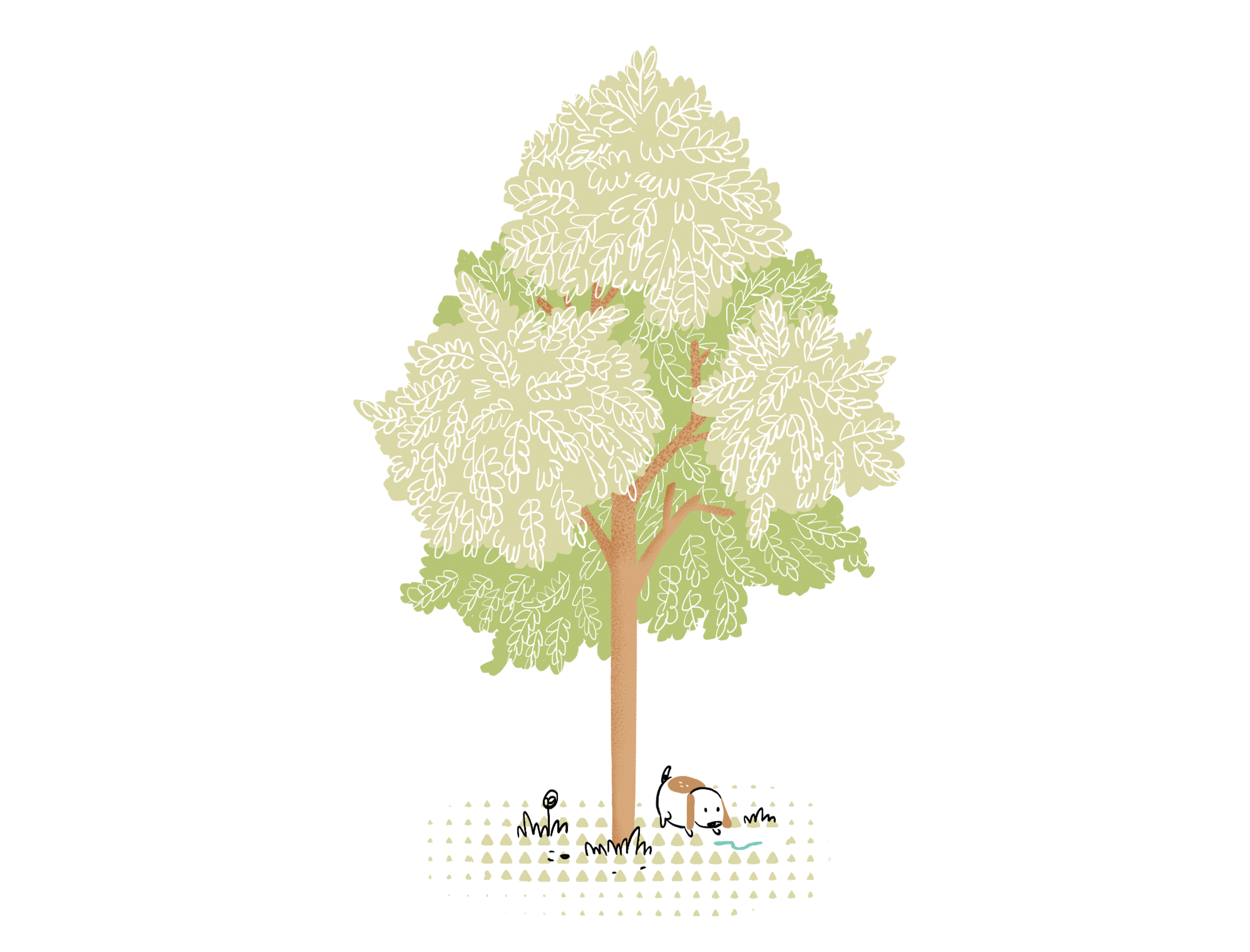 Adopt or gift a Ash tree - WOWnature