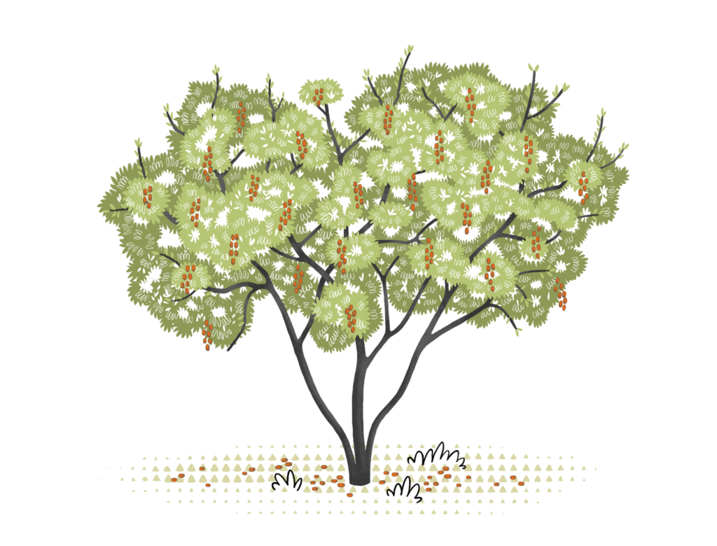 Adopt or gift a Jujube tree - WOWnature