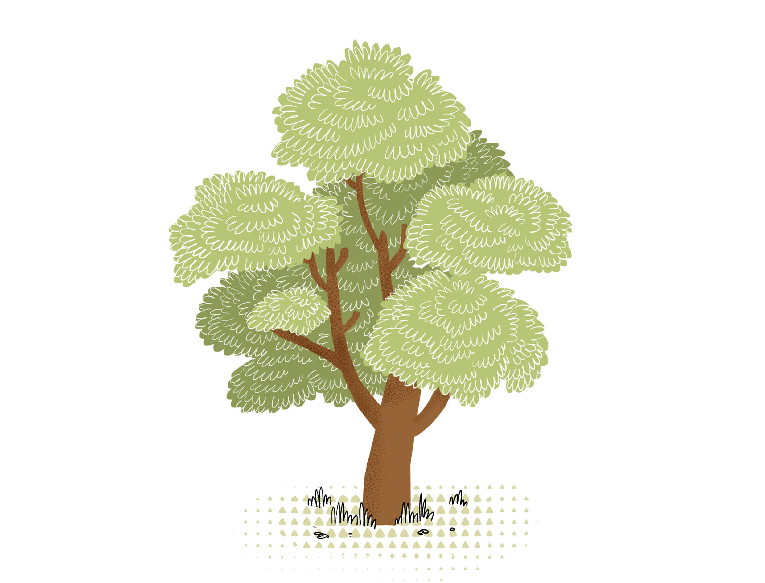 Shea tree - WOWnature