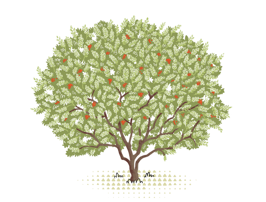 Adopt or gift a Lentisk tree - WOWnature