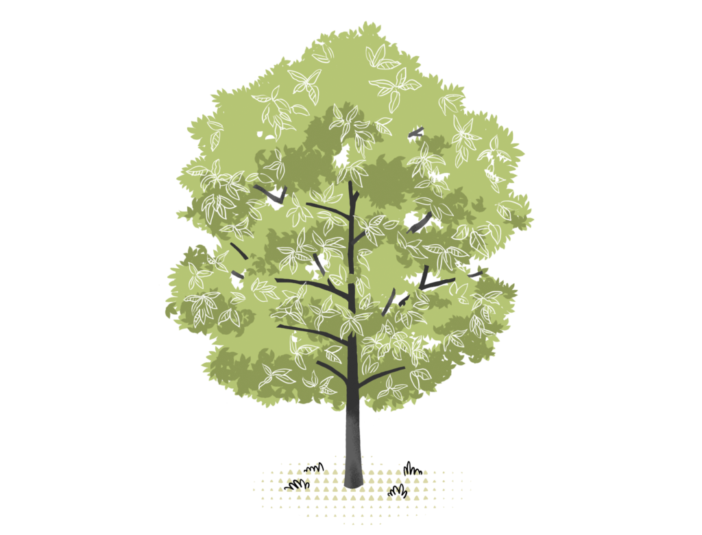 Adopt or gift a Walnut tree tree - WOWnature