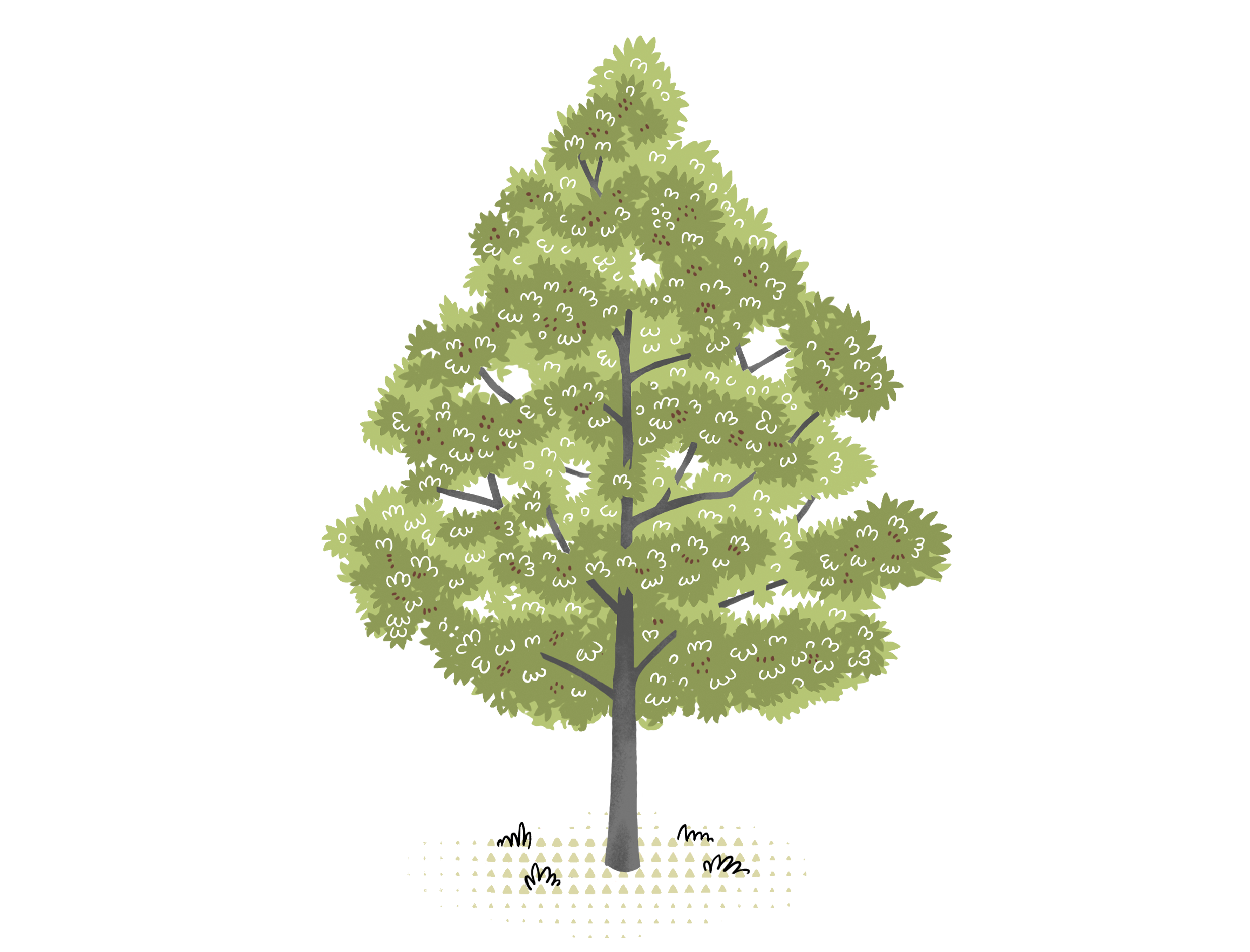 Adotta o regala un albero di Ontano - WOWnature