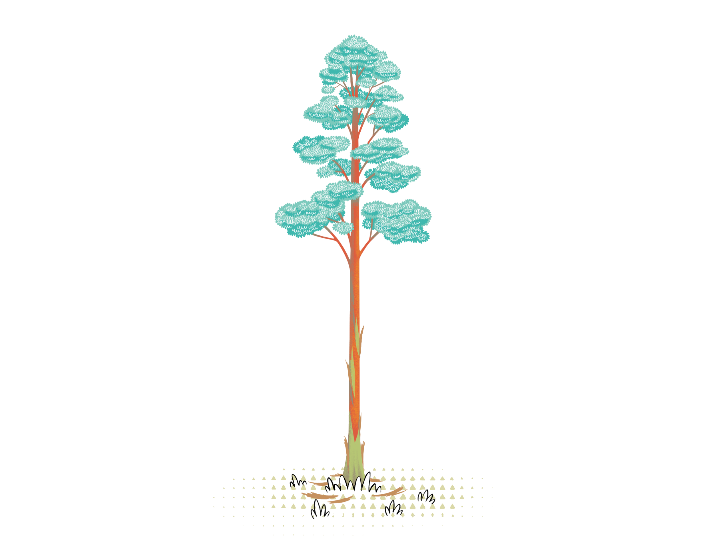 Adopt or gift a Capirona tree - WOWnature