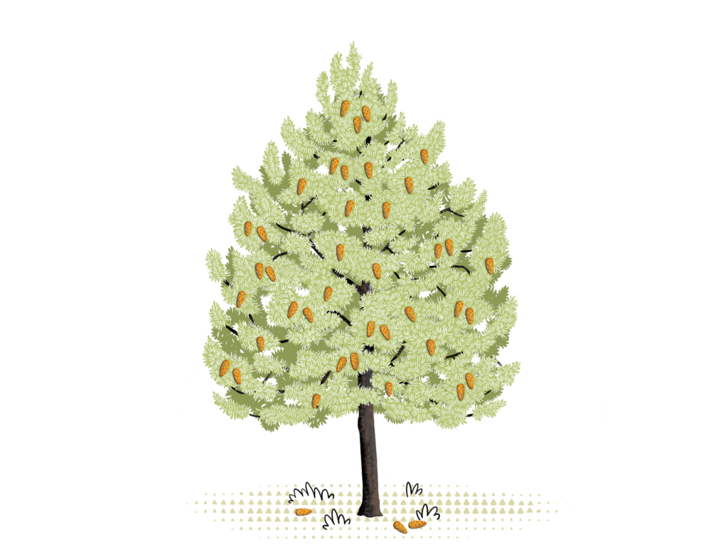 Adopt or gift a Aleppo pine tree - WOWnature