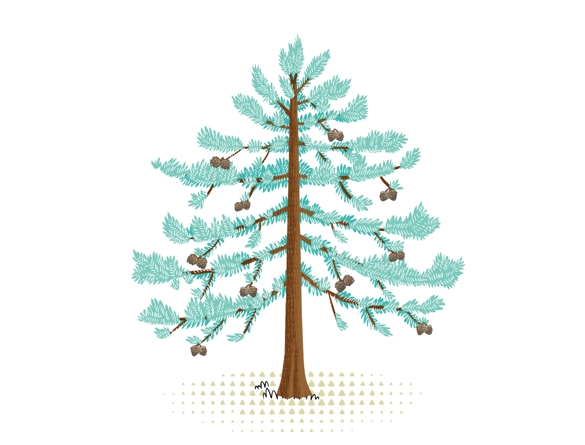 Adopt or gift a Black pine tree - WOWnature