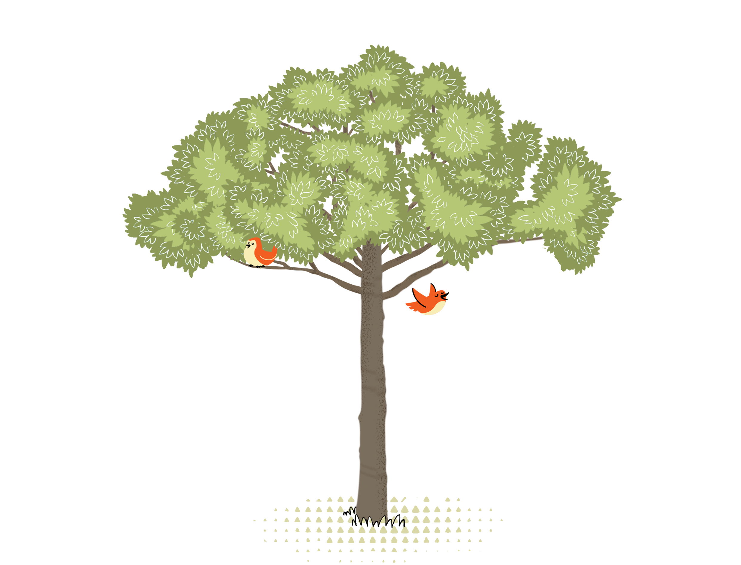 Adopt or gift a Stone pine tree - WOWnature