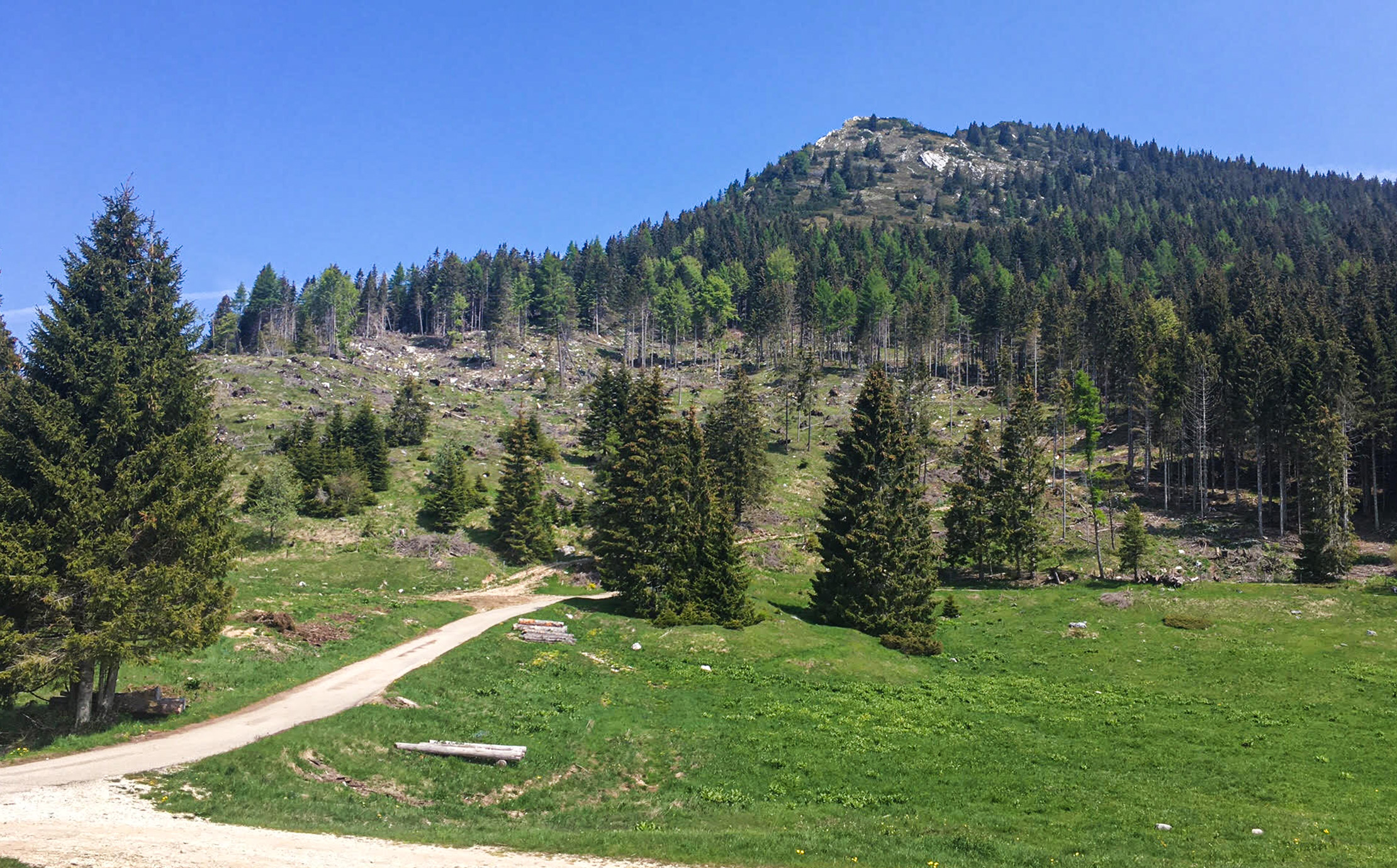 Bosco Pizzotto - WOWnature