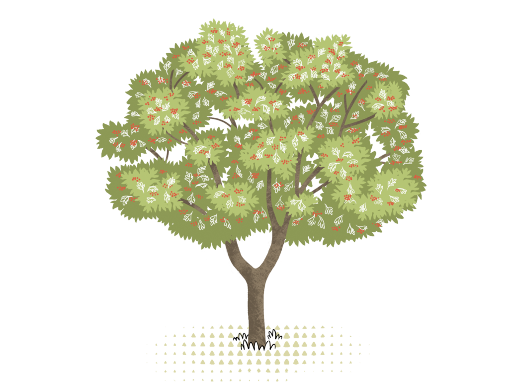 Adopt or gift a Azarole tree - WOWnature