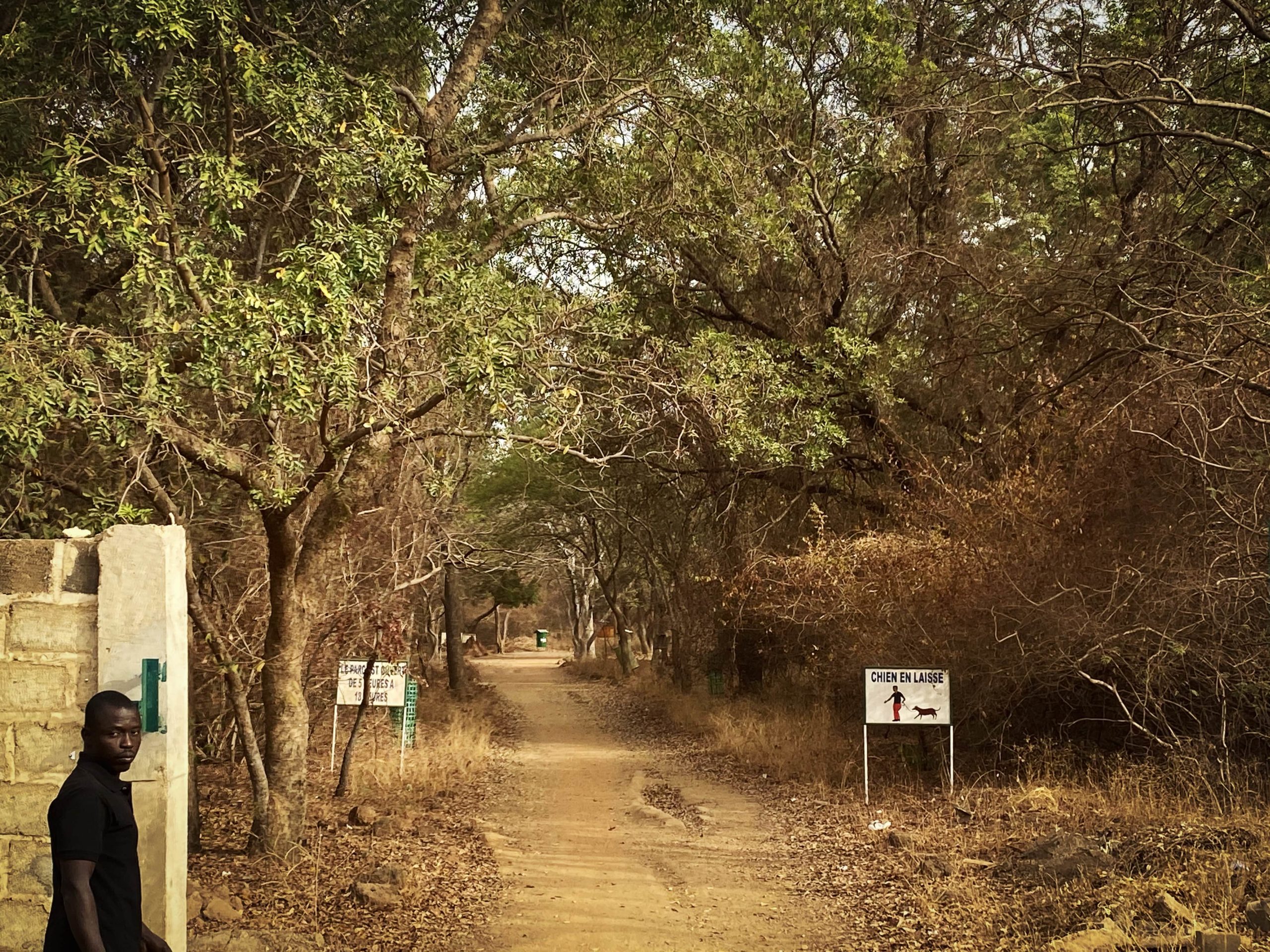 Great Green Wall: how to save Africa from desertification - WOWnature
