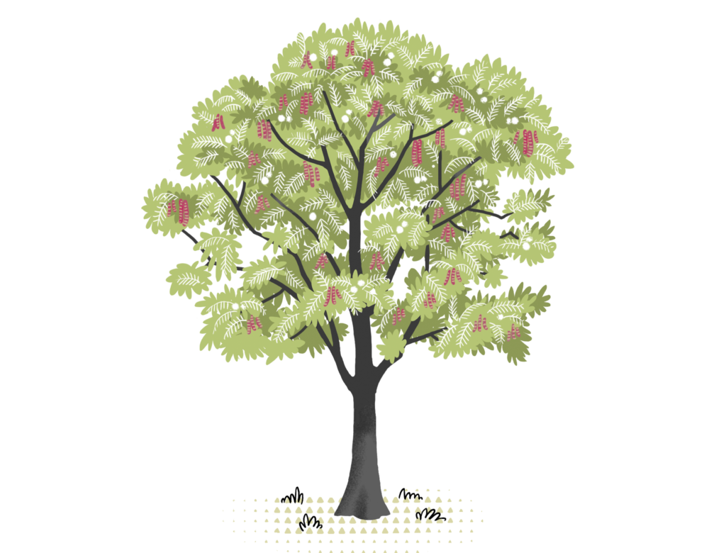 Adopt or gift a Leucaena tree - WOWnature