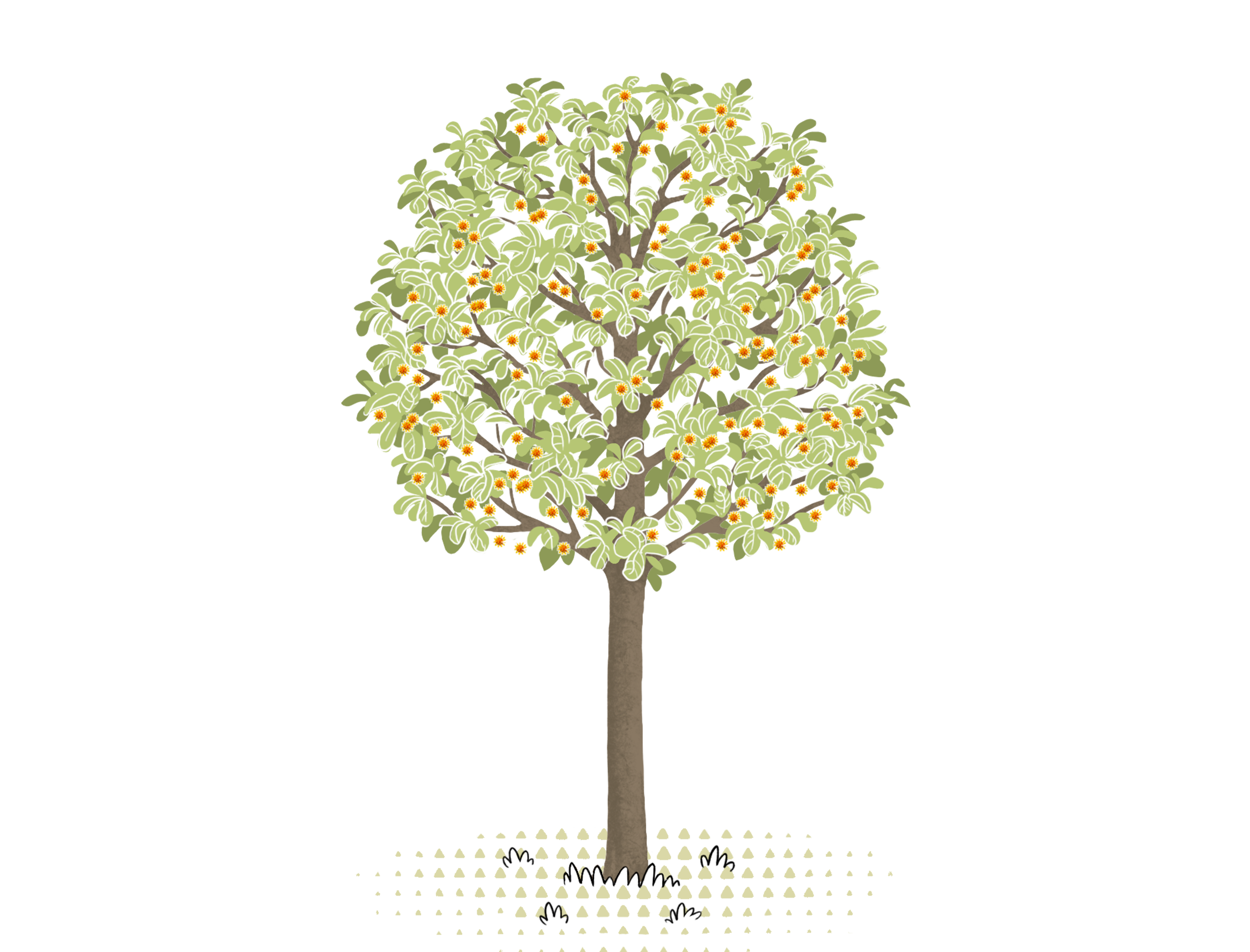 Adopt or gift a Lonkida tree - WOWnature