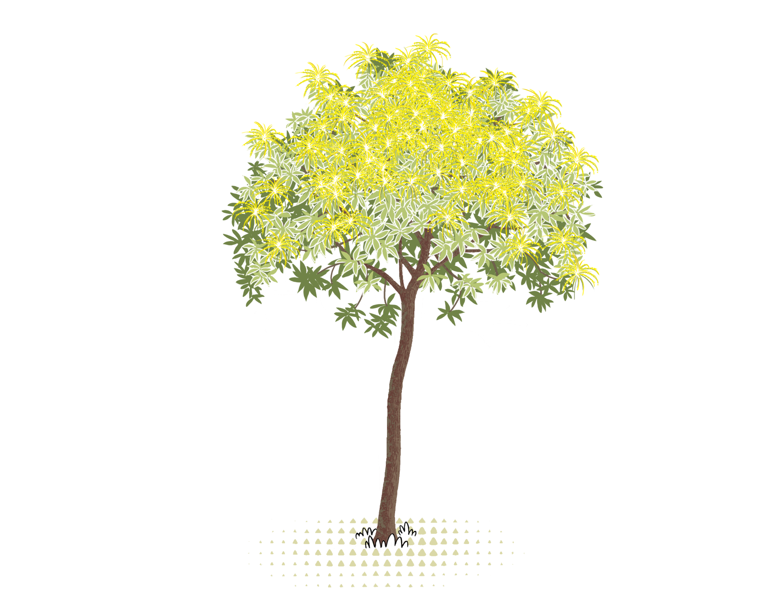 Adopt or gift a Cloven Oak tree - WOWnature