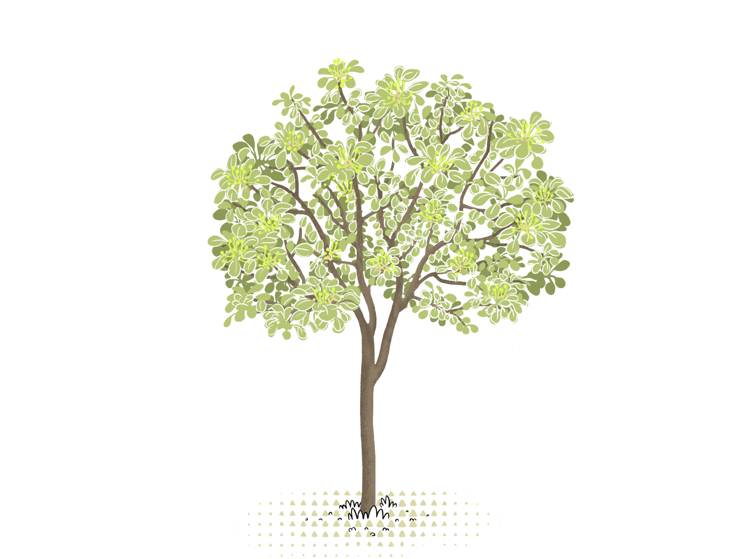 Adopt or gift a Sesendok tree - WOWnature