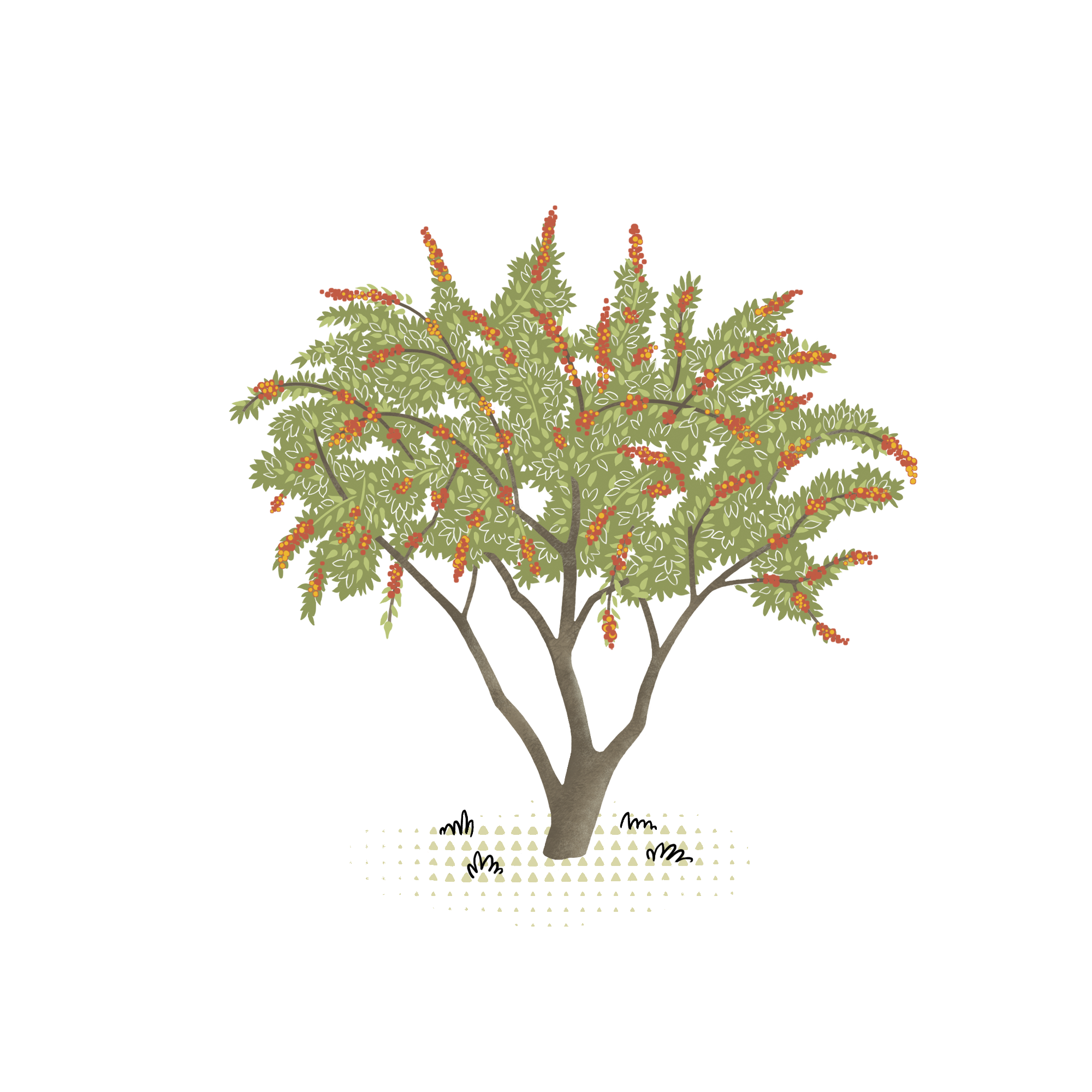 Goumi del Giappone - Wownature