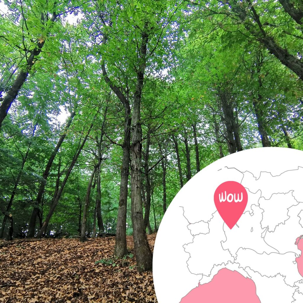 Protect a forest - WOWnature