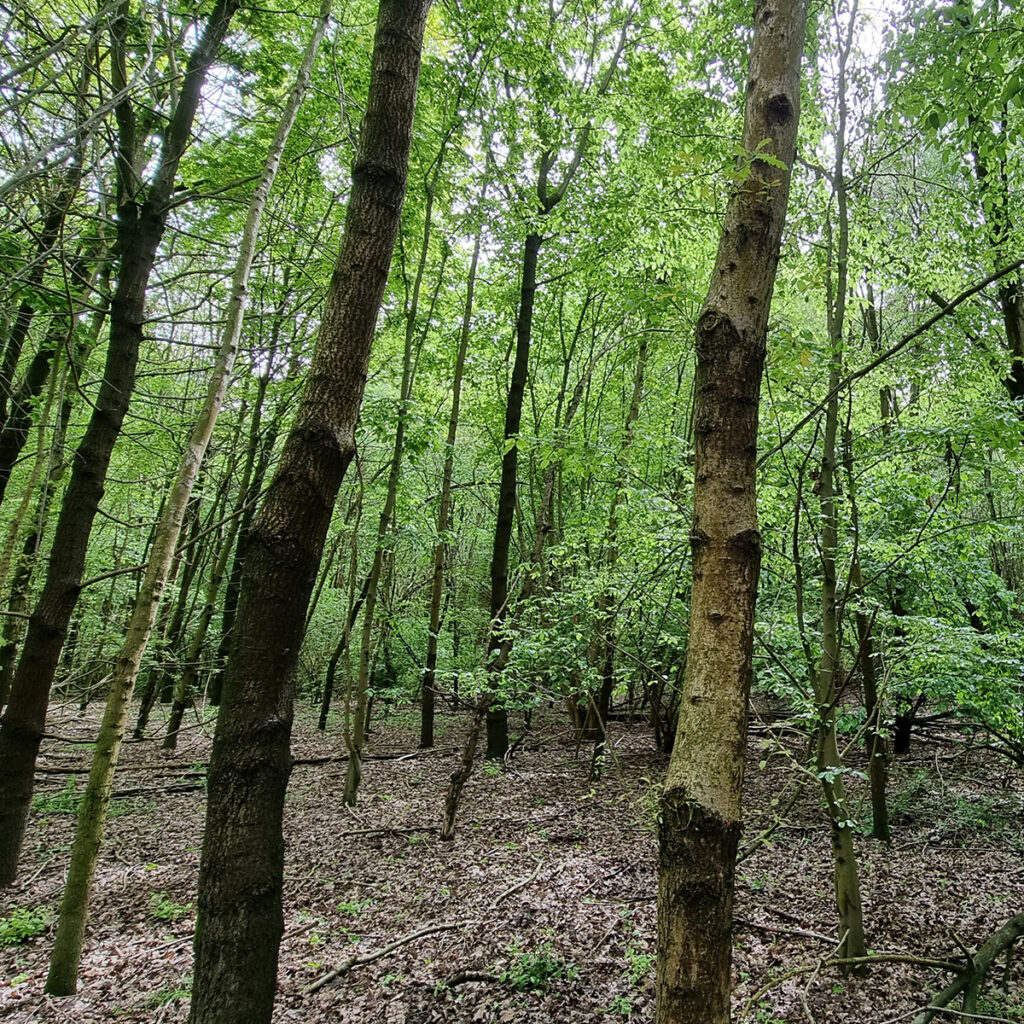 Canneto sull'Oglio - WOWnature