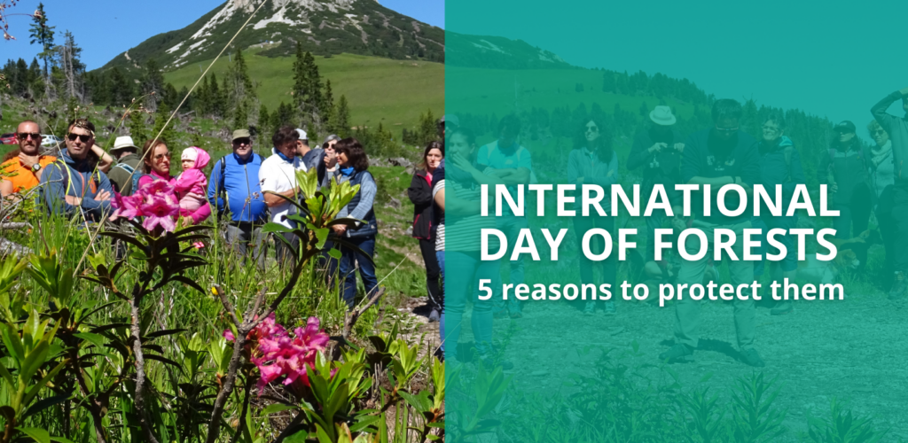 International day of forests: 5 reasons to protect them - WOWnature
