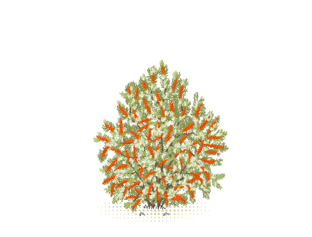 Olivello Spinoso - Wownature