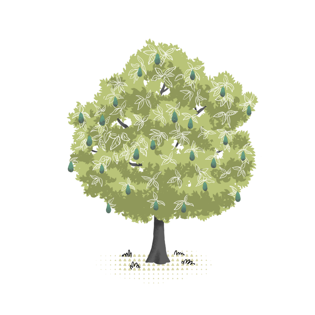 Adopt or gift a Avocado tree - WOWnature