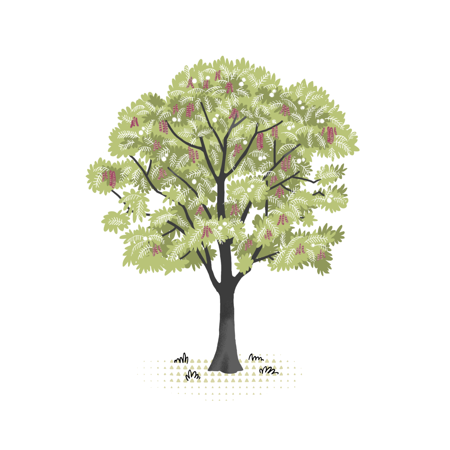 Adopt or gift a Leucaena tree - WOWnature