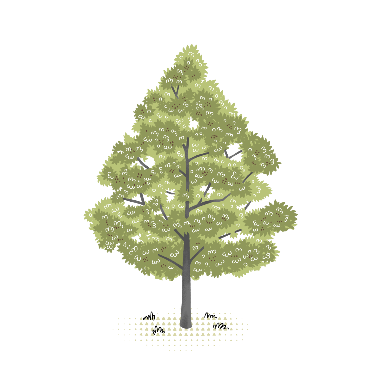 Adotta o regala un albero di Ontano - WOWnature