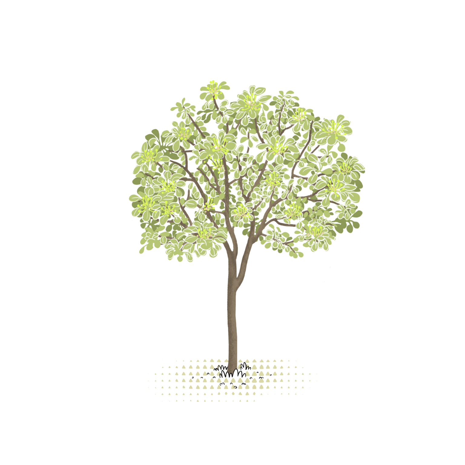 Adopt or gift a Sesendok tree - WOWnature