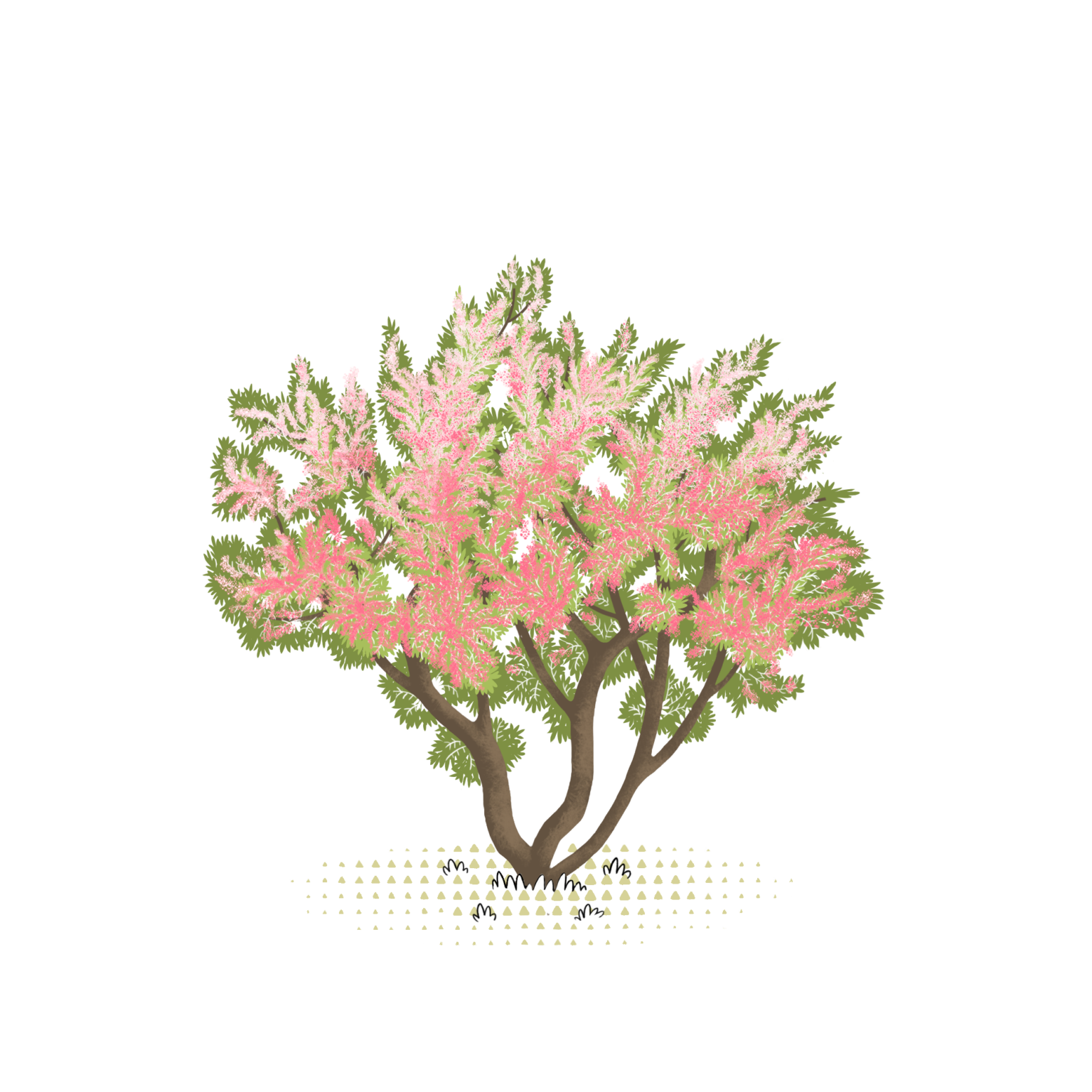 Adopt or gift a Tamerisk tree - WOWnature