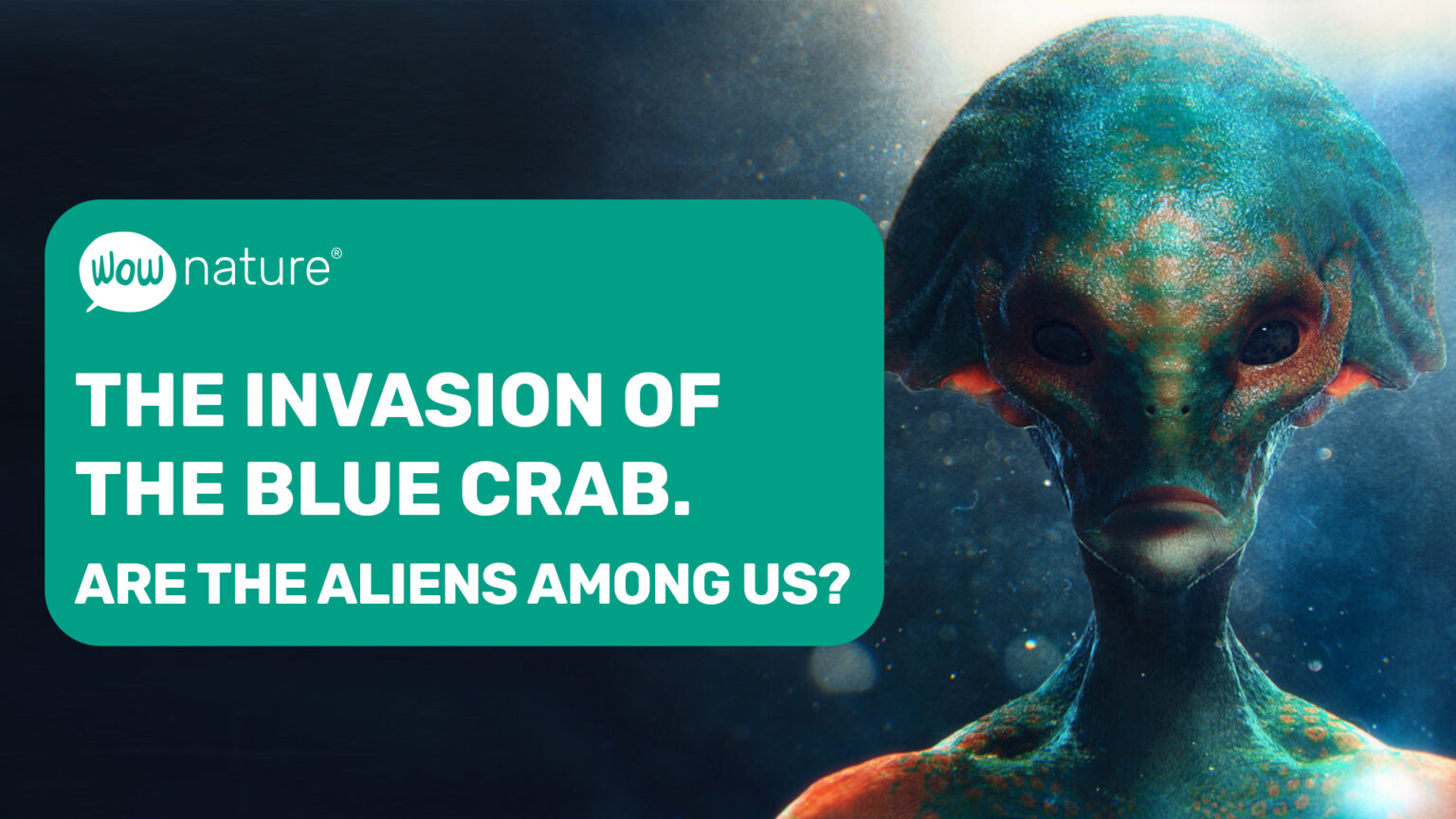Blue crab invasion: are aliens among us? - WOWnature