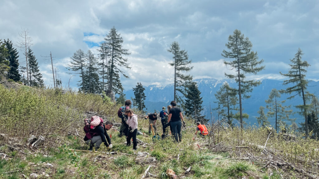 Quali sono i tipi di quercia? - WOWnature