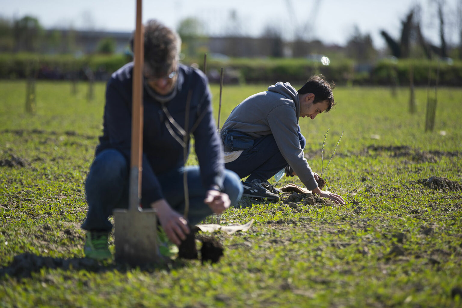 Quali sono i tipi di quercia? - WOWnature