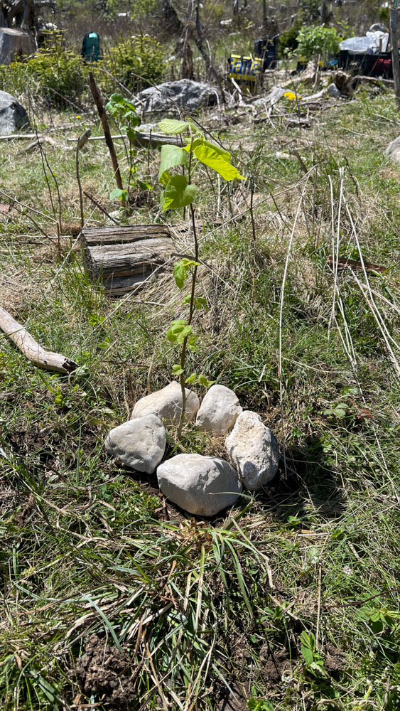 Event in Piana di Marcesina, new trees planted with WOWnature